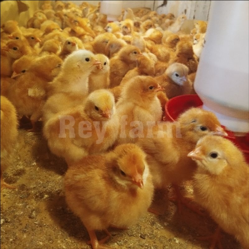 Jual Doc Petelur/ Bibit Ayam Petelur Betina 1 Bok isi 100 ekor | Shopee ...
