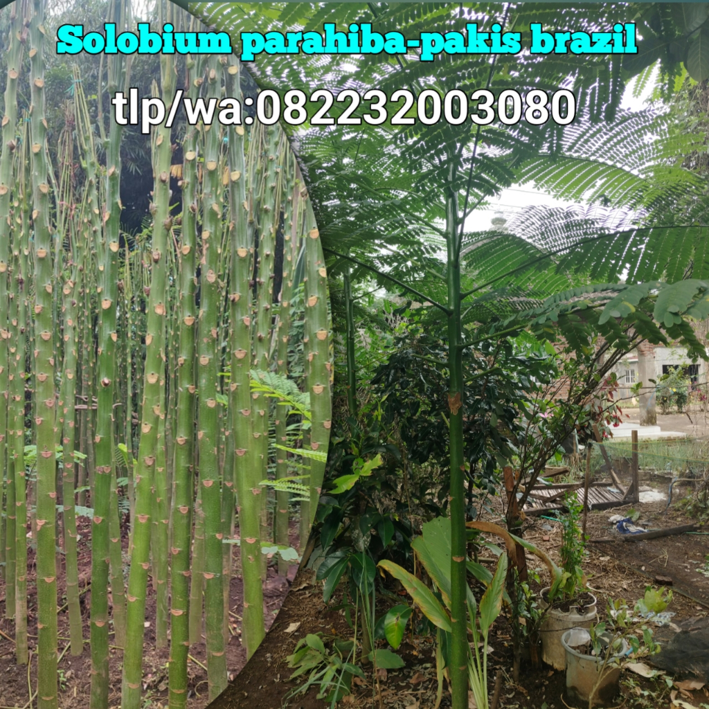 Jual pakis brazil [solobium parahyba] tinggi 2M+ | Shopee Indonesia