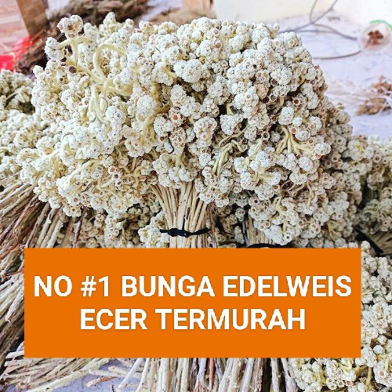 Jual BUNGA EDELWEIS KERING BUNGA EDELWEIS BROMO BUDIDAYA | Shopee Indonesia