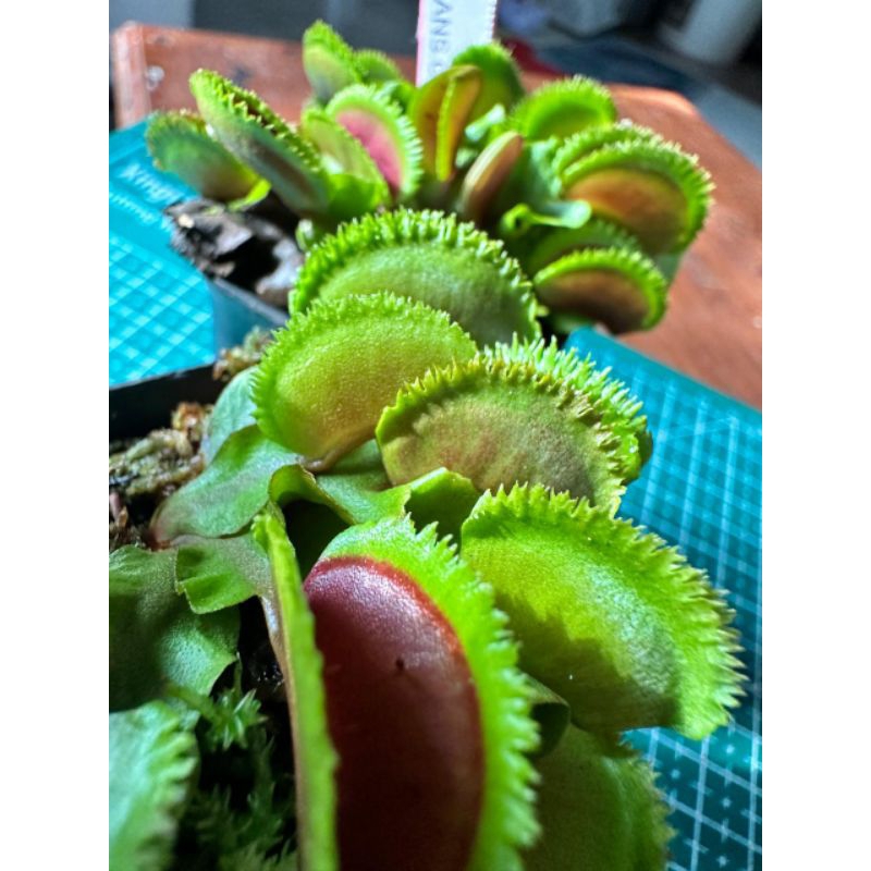 Jual Venus Flytrap Bristle Tooth | Shopee Indonesia
