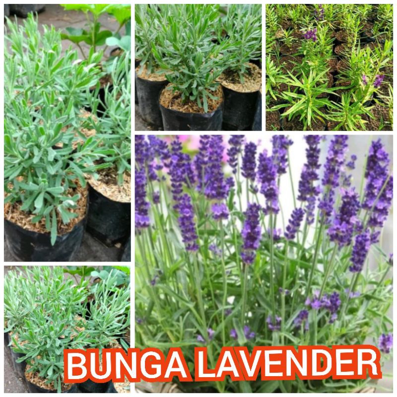 Jual Bibit Bunga Lavender hidup pengusir nyamuk siap tanam Full akar ...