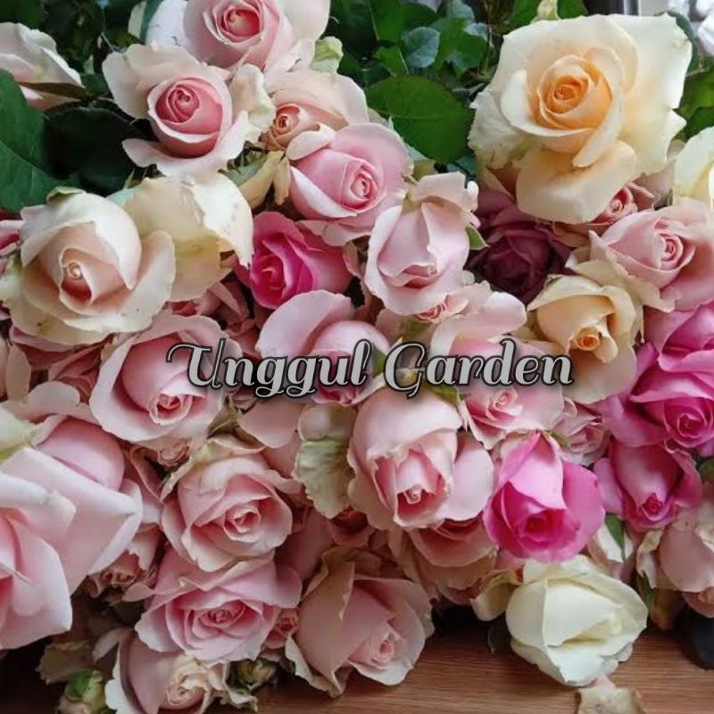Jual Bunga Mawar Potong Fresh Grade B Pilih Warna | Shopee Indonesia