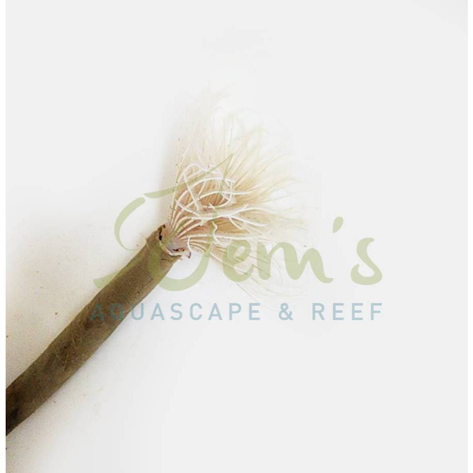 Jual Cacing Koker / Cacing Kelapa Putih (White Feather Duster Fan Worms ...