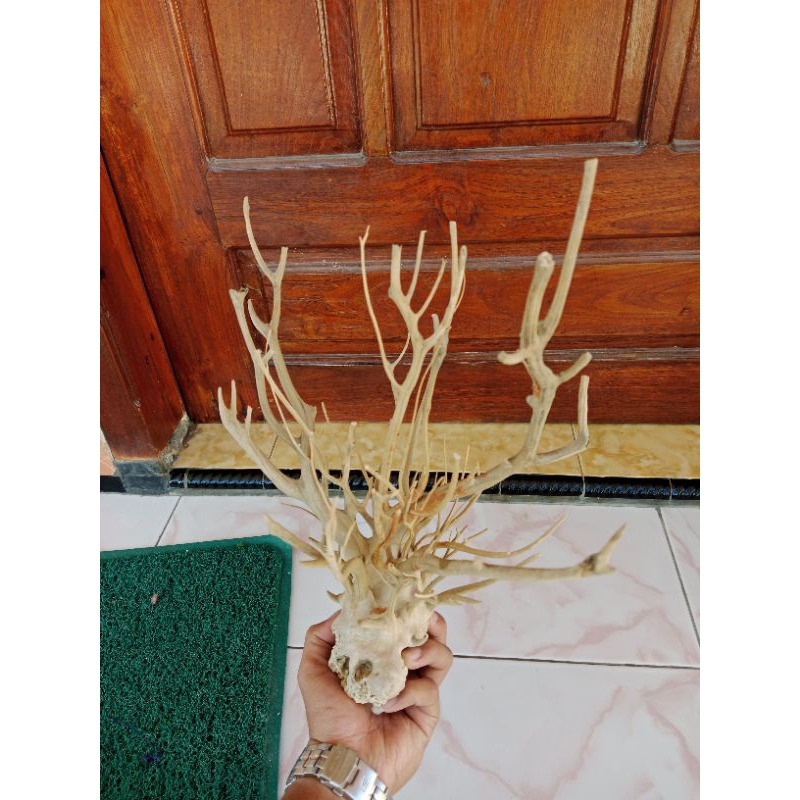 Jual akar bahar putih besar100%laut asli,akar bahar,pajangan, hiasan ...