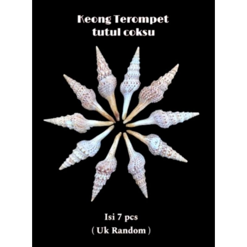 Jual Cangkang Kerang Hiasan Foto / Kreatif (COD) | Shopee Indonesia