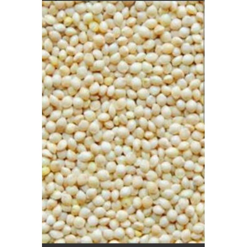 Jual milet millet putih biji makanan pakan burung ukuran 1 kg | Shopee ...