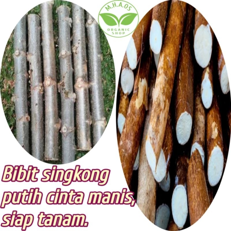 Jual Bibit pohon singkong putih cinta manis,siap taman. | Shopee Indonesia
