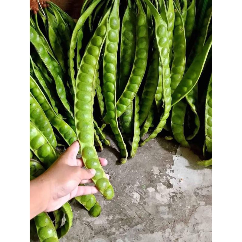 Jual Petai Fresh 1 ikat Isi 10 Papan | Shopee Indonesia