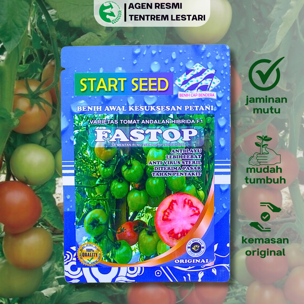 Jual Benih Tomat Hibrida F1 FASTOP 5 gram Cap Star Seed Lebat & Unggul ...