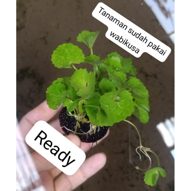 Jual Hydrocotile media wabikusa tanaman aquarium | Shopee Indonesia