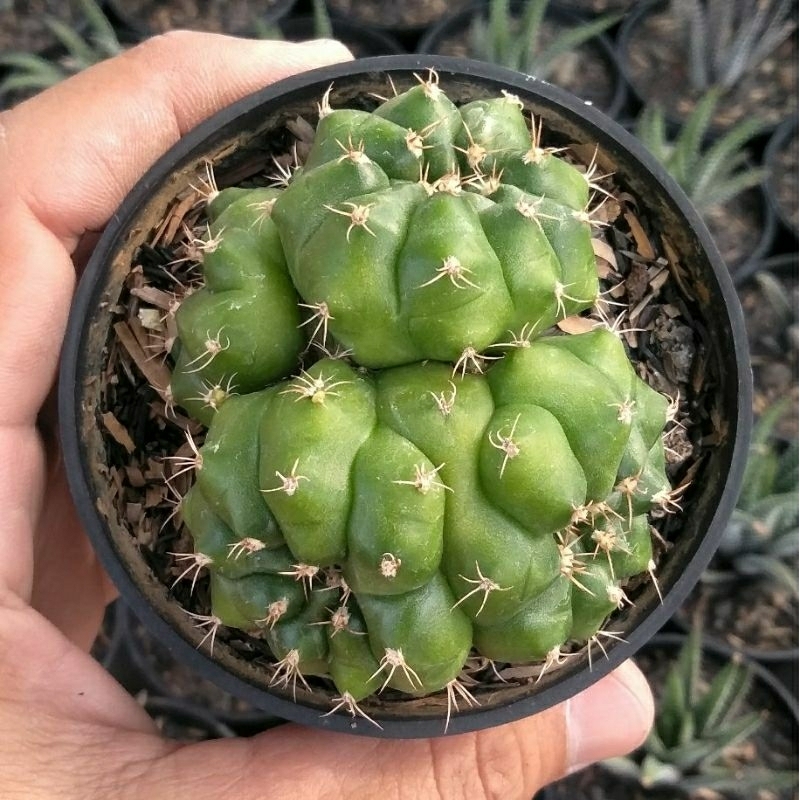 Jual Kaktus gymno damsi multihead | Shopee Indonesia