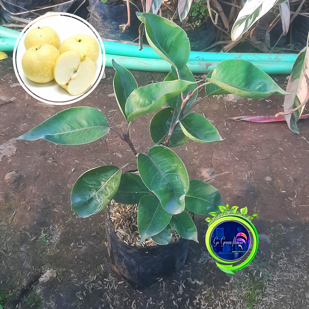 Jual BUAH PIR CENTURY BIBIT TANAMAN BERKWALITAS bibit buah pear tanaman ...