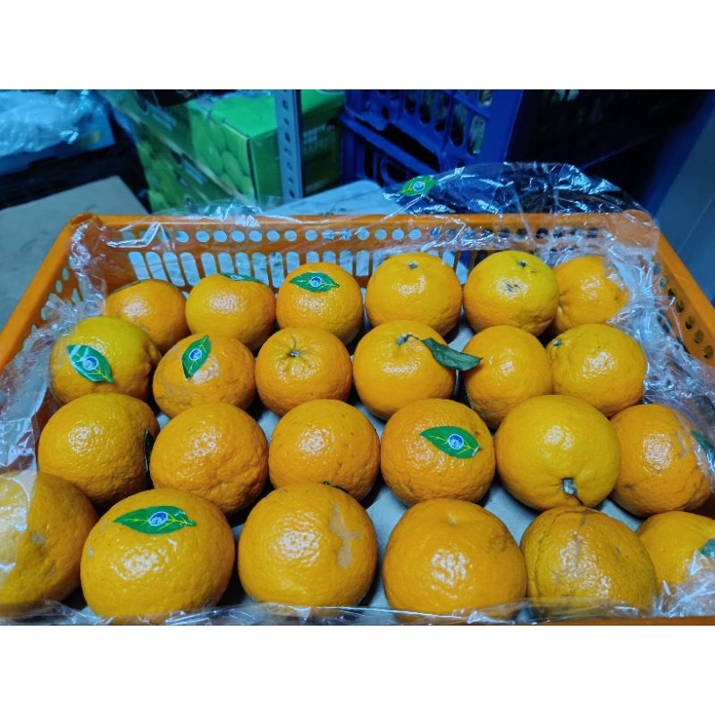 Jual Jeruk Wogan Mandarin size M / kg | Shopee Indonesia