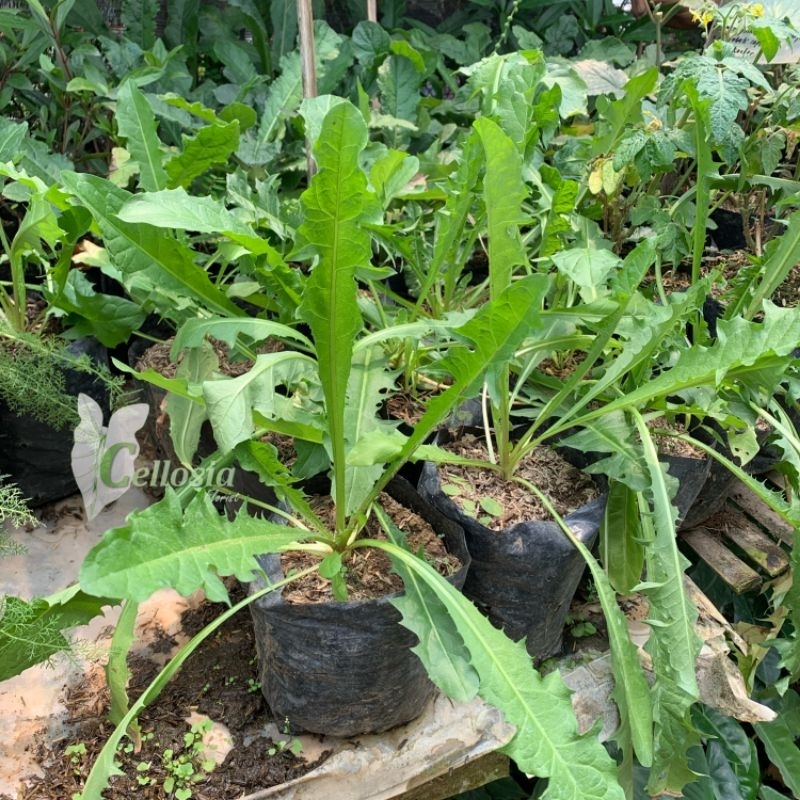 Jual Bibit Tanaman Herbal Toga Bunga Dandelion / Randa Tapak | Shopee ...