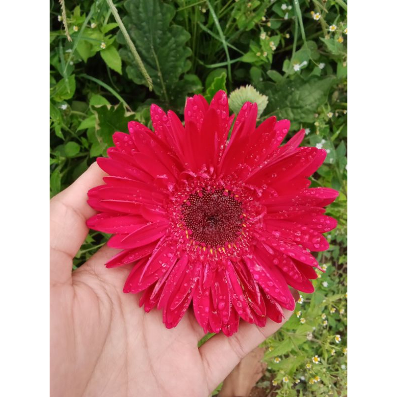 Jual Bunga potong fresh asli garbera/hebras isi 10 tangkai | Shopee ...