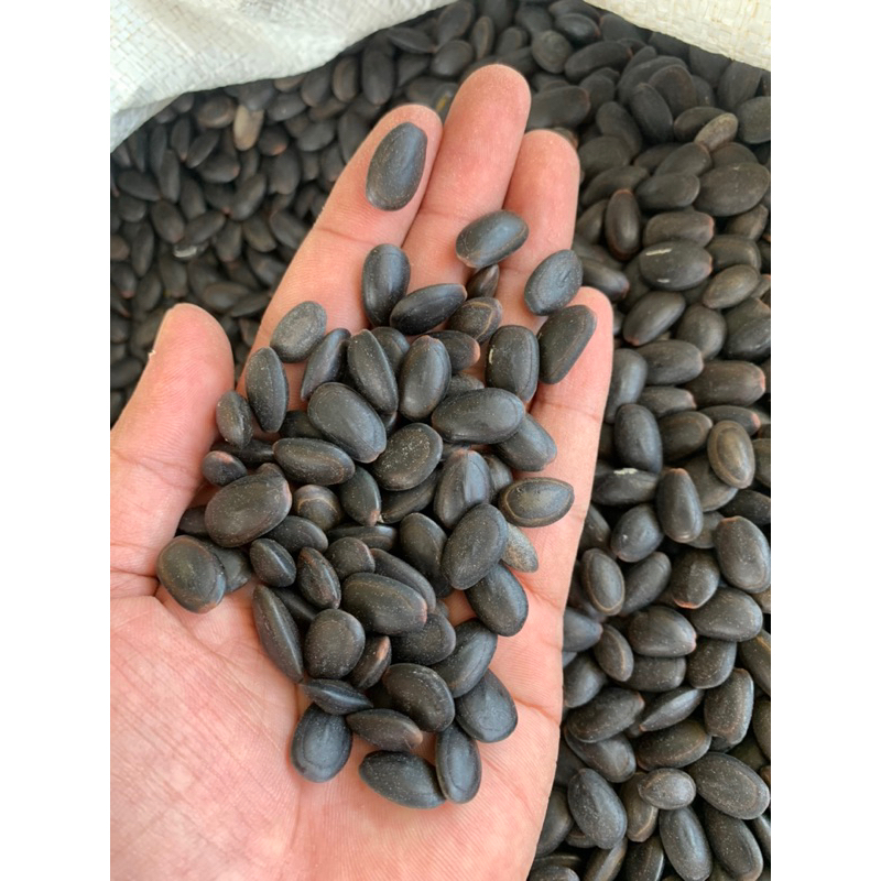Jual BIJI KEDAUNG MURAH / BIJI KEDAWUNG BENIH 1 KG | Shopee Indonesia