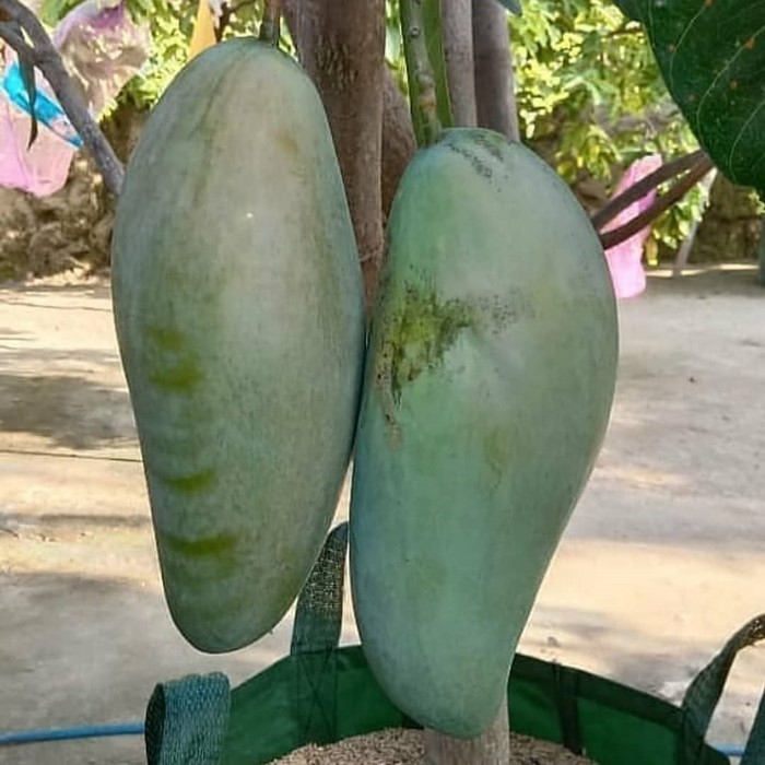 Jual Bibit buah Mangga Kiojay Bibit Unggul hasil Okulasi Cepat berbuah ...