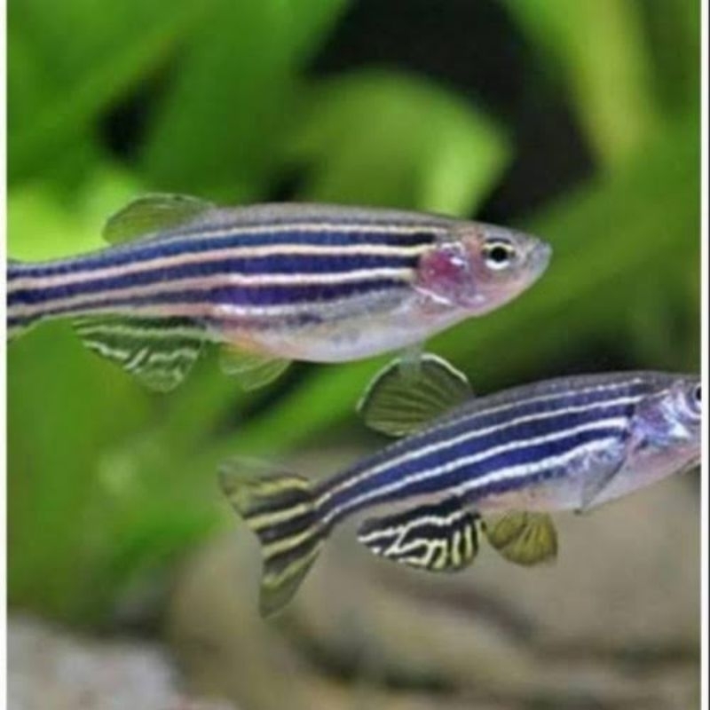 Jual danio zebra slayer | Shopee Indonesia