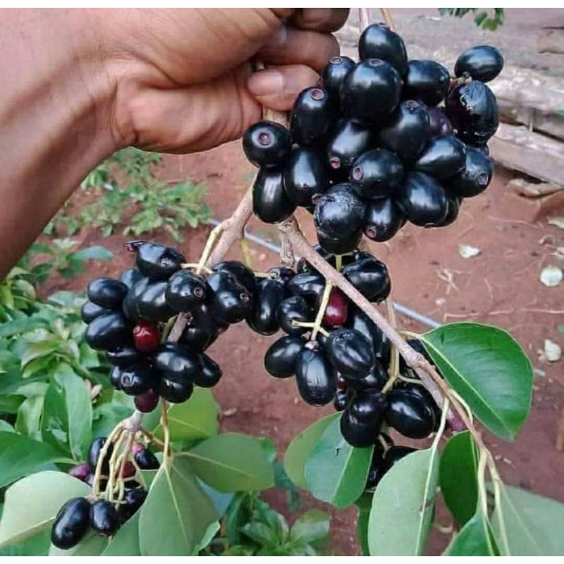 Jual BIBIT JUWET HITAM /JAMBLANG SIAP TANAM (BELI 5 GRATIS 1) | Shopee ...