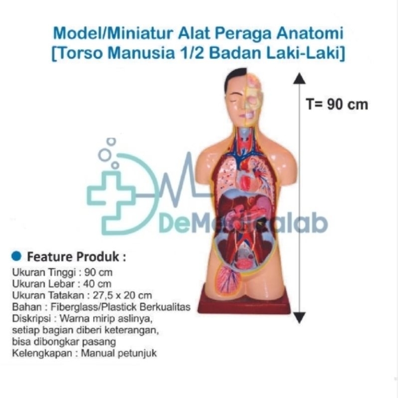 Jual Alat Peraga Biologi Model Torso Anatomi Manusia Setengah Badan ...