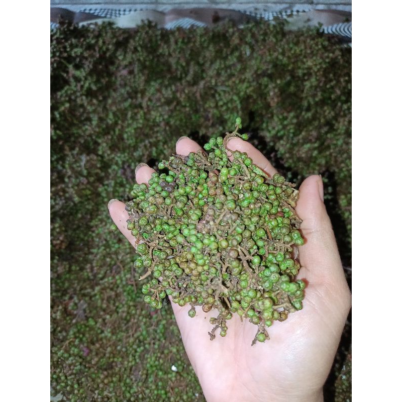Jual Andaliman 1 Kg | Shopee Indonesia