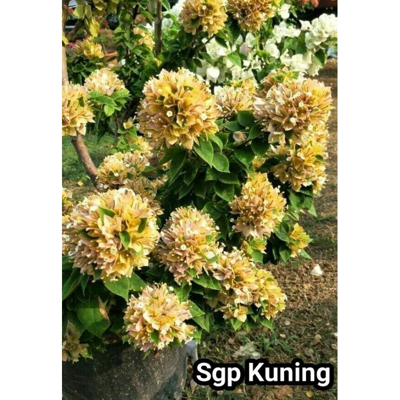Jual Bougenville Singapore Kuning daun ijo Ori (Bibit) | Shopee Indonesia