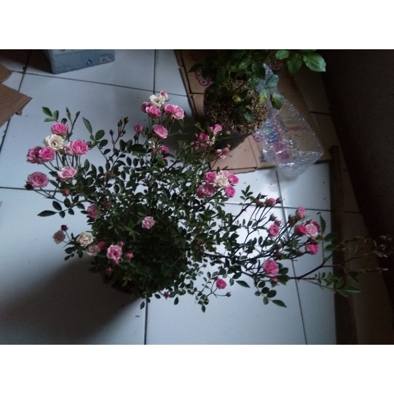 Jual mawar mini minion | Shopee Indonesia