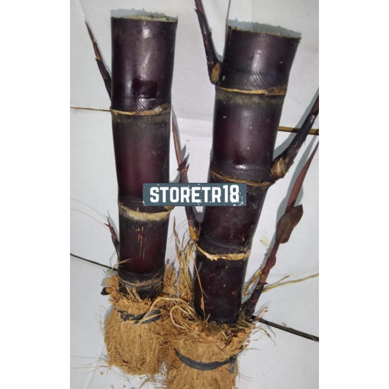 Jual Bibit Tebu Ireng Tebu Hitam Tebu Wulung Per 2 Batang | Shopee ...