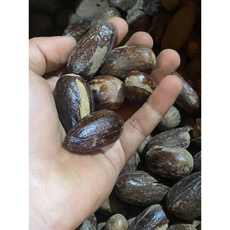 Jual Biji Pala Kocak Lonjong / Nutmeg /Biji Pala utuh ada kulit kemasan ...