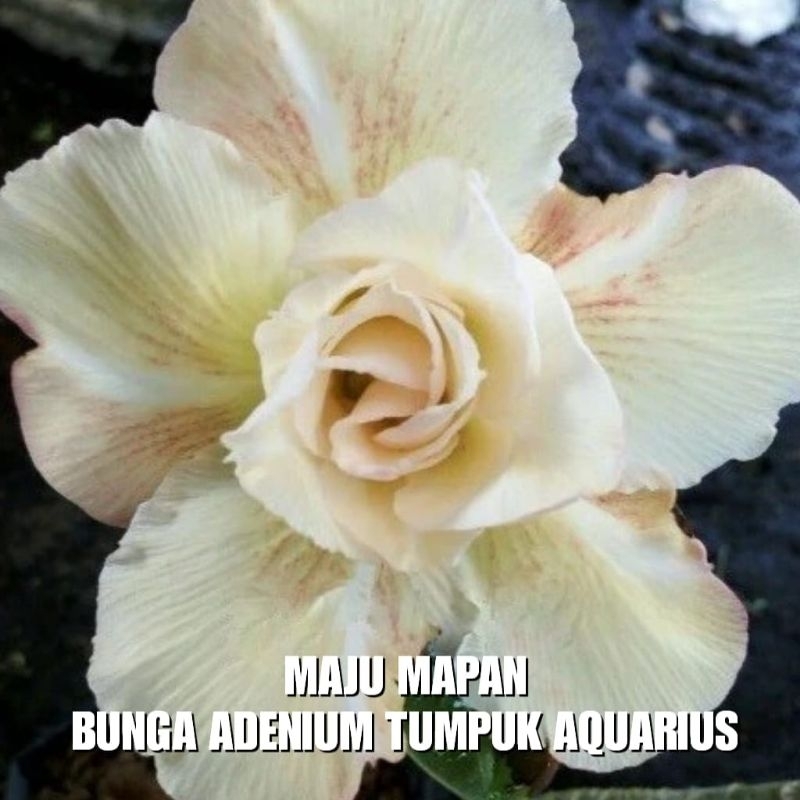 Jual BUNGA ADENIUM TUMPUK AQUARIUS | Shopee Indonesia