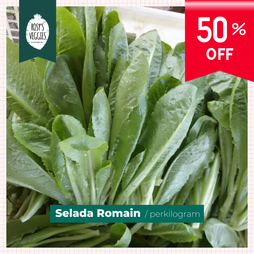 Jual Selada Romain Organik | 250 gram | Shopee Indonesia