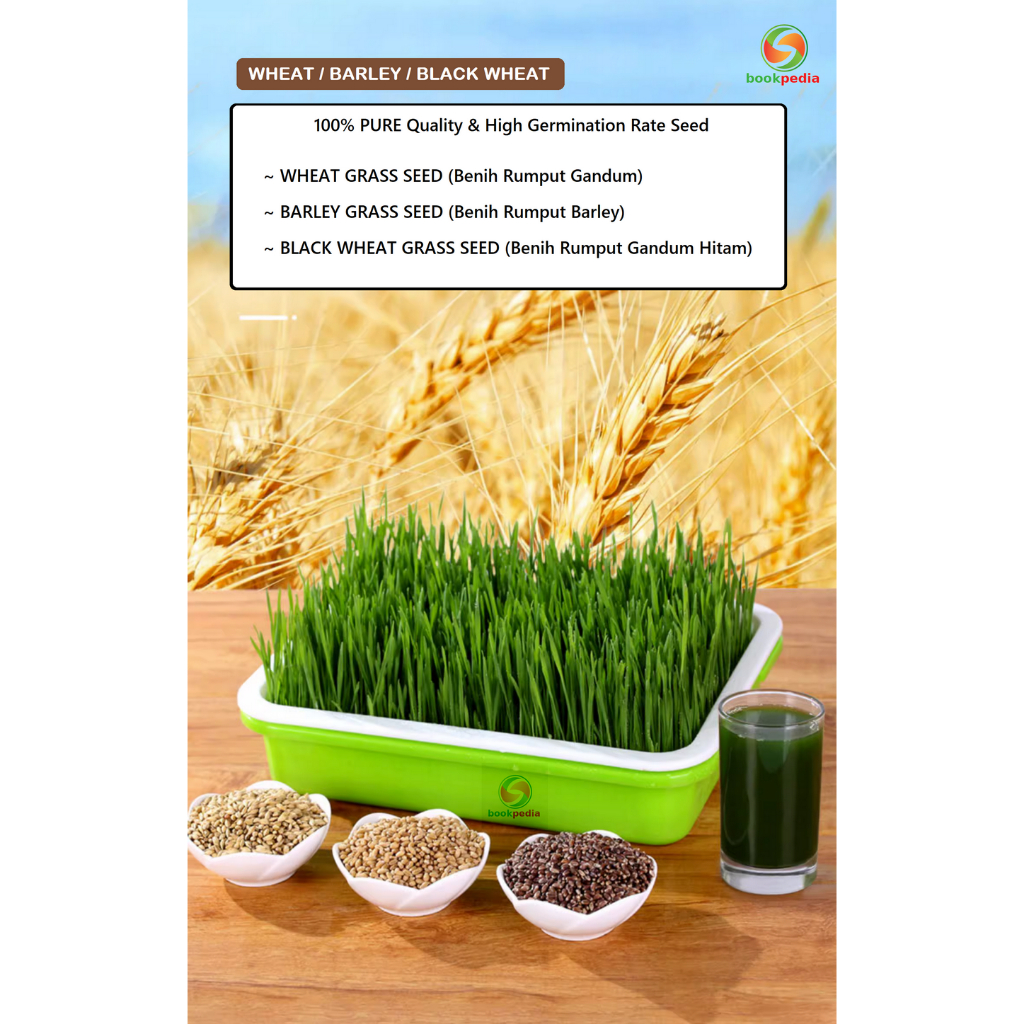 Jual Benih Rumput Kucing [Cat grass] Wheat / Black Wheat / Barley grass ...