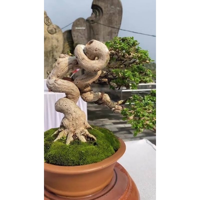 Jual BAHAN BONSAI SANCANG MELIUK 100% SUPER EKSTRIM LOS PUCUK | Shopee ...