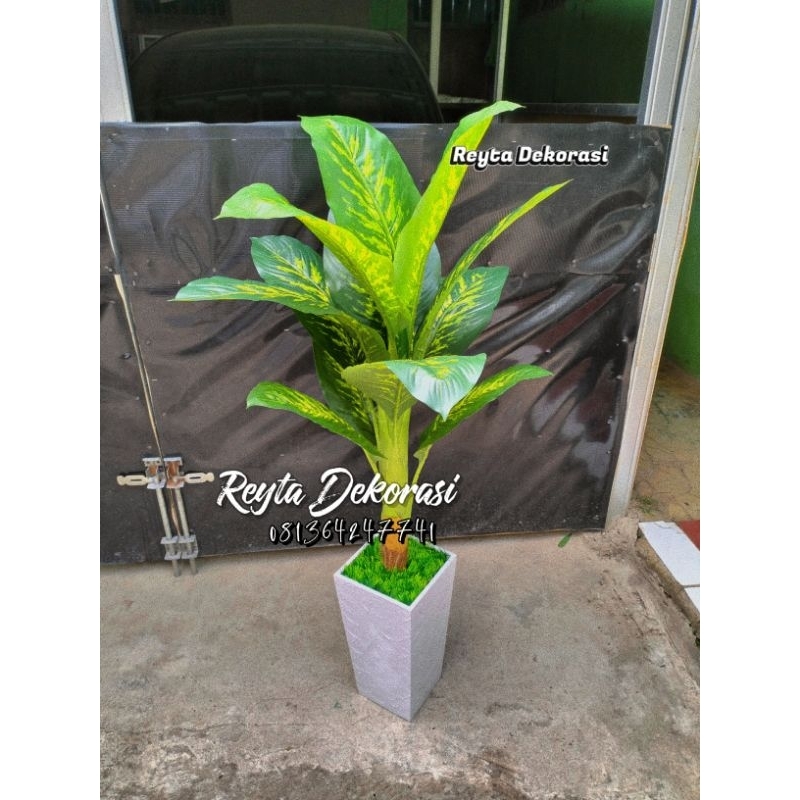 Jual aglonema sri rejeki Pohon beras tumpah 120cm - pohon Talas Besar ...