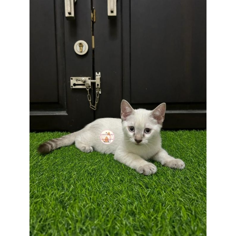 Jual Kucing Munchkin varian (NS-Non Standar) | Shopee Indonesia