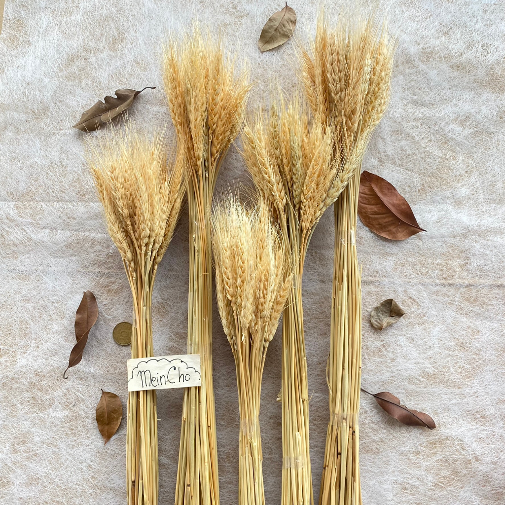 Jual (50 Tangkai) Bunga Kering Gandum Bunga Gandum Wheat Dry Flower ...