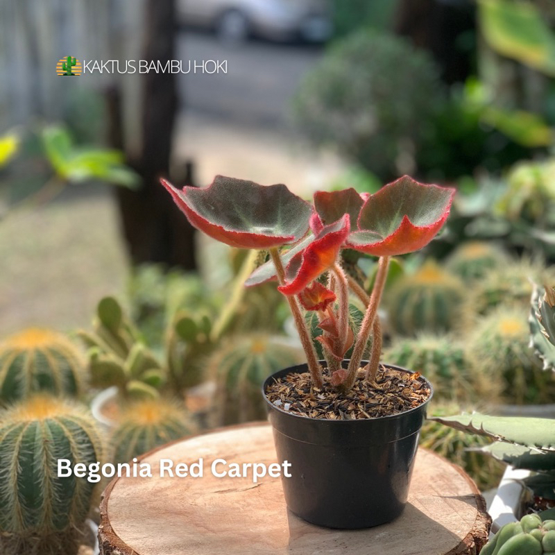 Jual Begonia Red Carpet | Shopee Indonesia