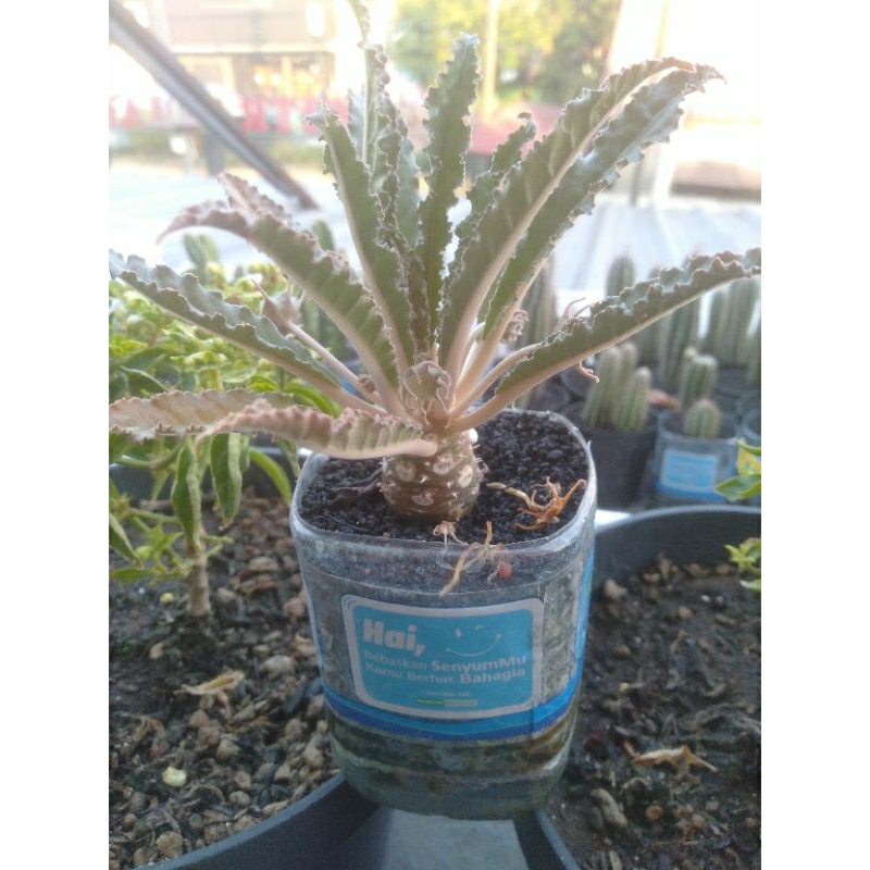 Jual Tanaman hias Dorstenia Crispa rajin berbunga | Shopee Indonesia