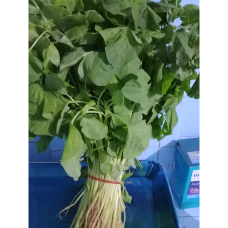 Jual Bayam Sayur Per Ikat | Shopee Indonesia