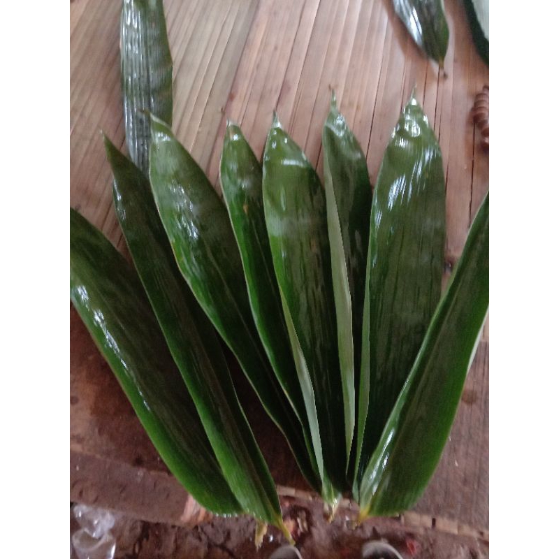 Jual DAUN BAMBU SEGAR/bungkus bacang per lembar 150 | Shopee Indonesia