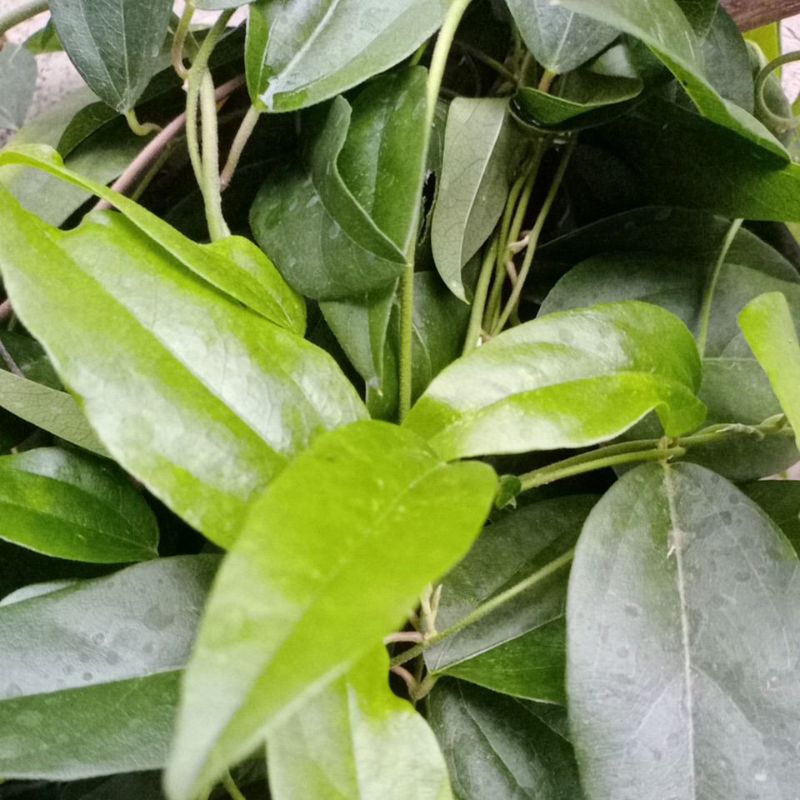 Jual daun cincau segar/ cincau rambat/60 lembar | Shopee Indonesia