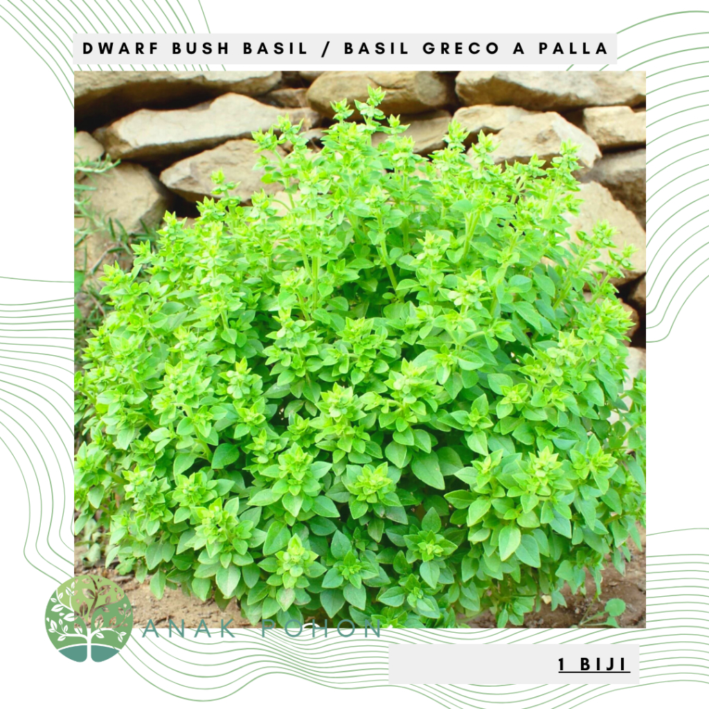 Jual Benih Bibit Biji - Basil Greco A Palla / Dwarf Bush Basil Herb ...