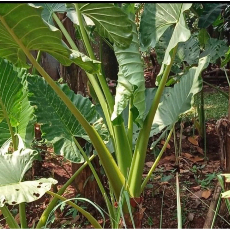 Jual tanaman hias sente hijau // ukuran besar | Shopee Indonesia