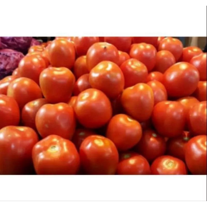 Jual tomat merah besar fresh from farm | Shopee Indonesia