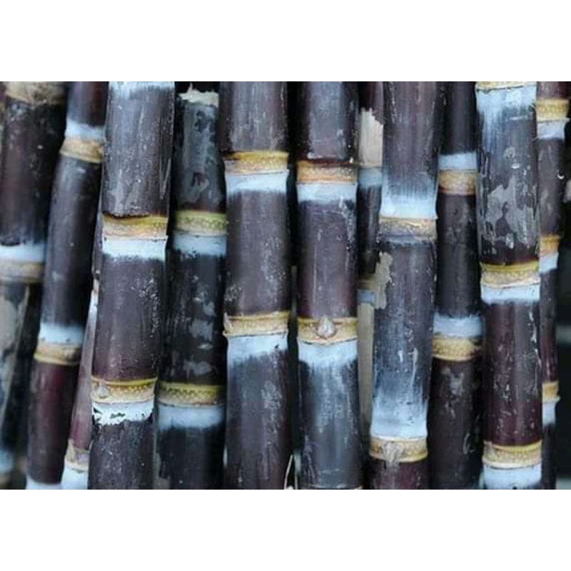 Jual Tebu 1kg | Shopee Indonesia