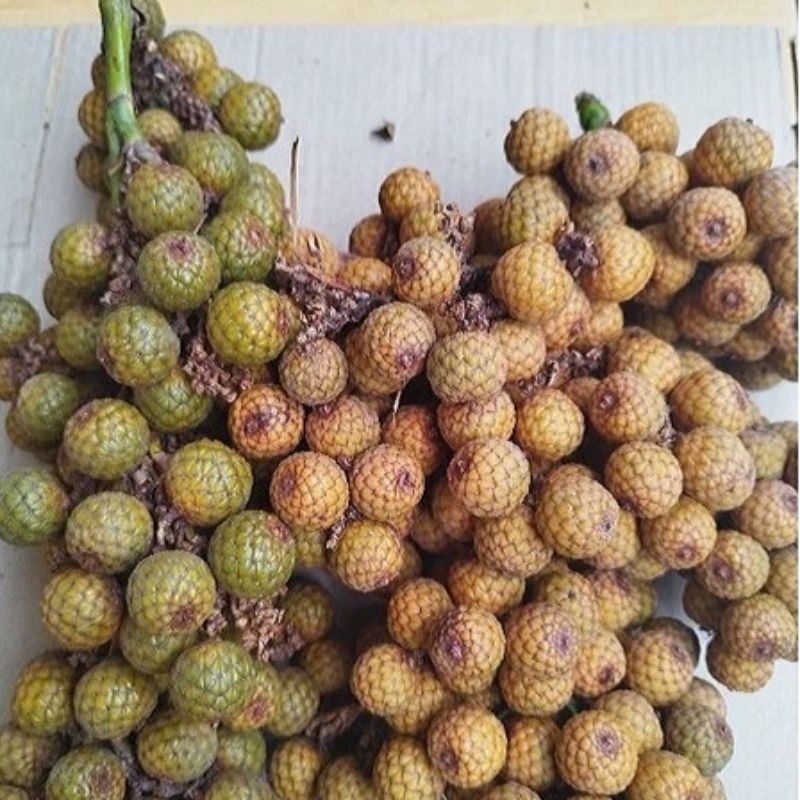 Jual Buah rotan segar 1kg | Shopee Indonesia