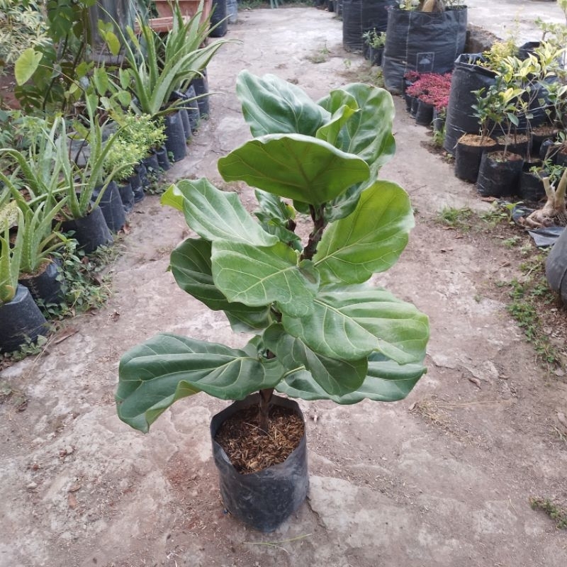 Jual Ketapang biola besar 80cm - 100cm ( ficus lyrata ) | Shopee Indonesia