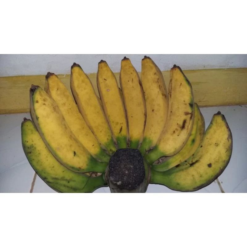Jual Pisang rojo pisang raja gedang rojo 1 lirang | Shopee Indonesia