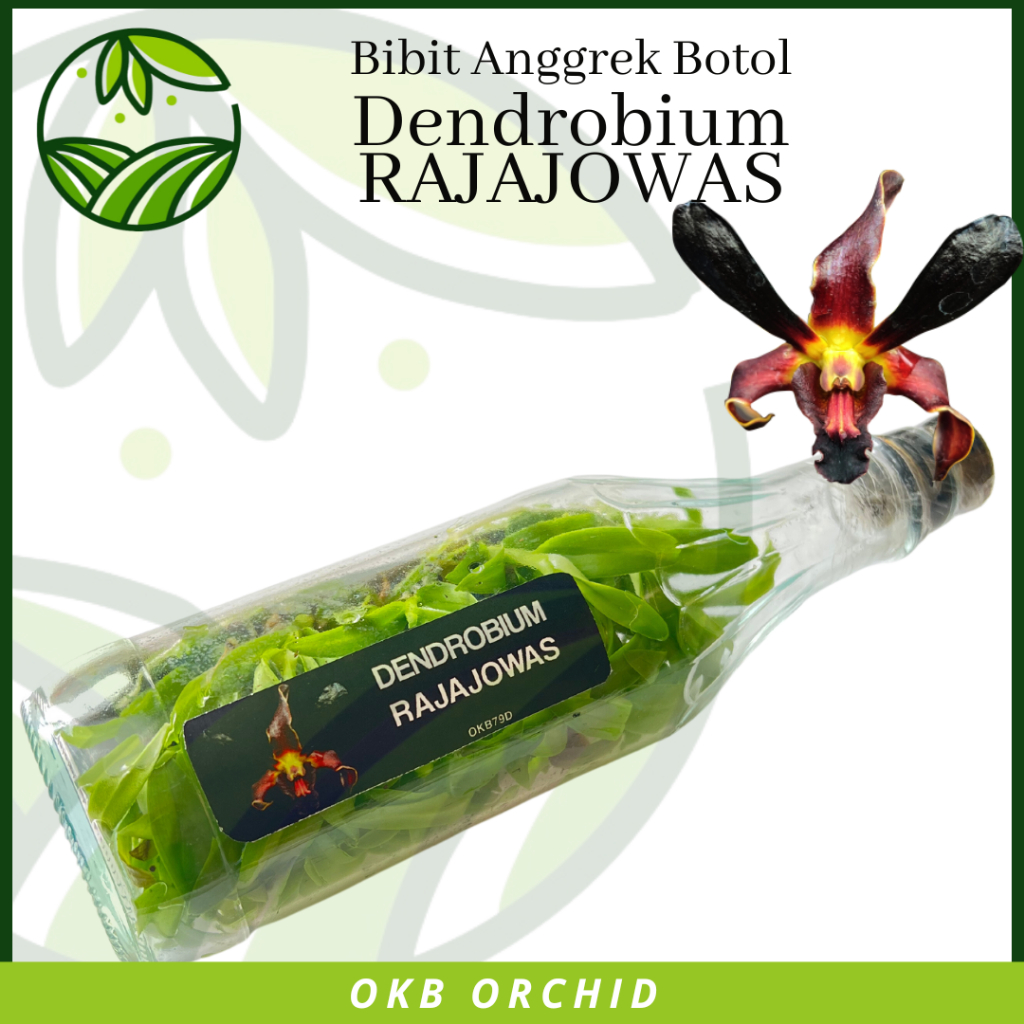 Jual Anggrek Botolan Dendrobium rajajowas | Shopee Indonesia