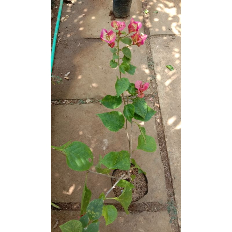 Jual Bougenville Citra India Sambung Pucuk // Bunga Bougenvil Citra ...